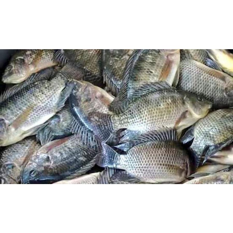 Cleaned Tilapia (M) 400-500g 1case 8kg - クリーンティラピア – Bodega SariSari